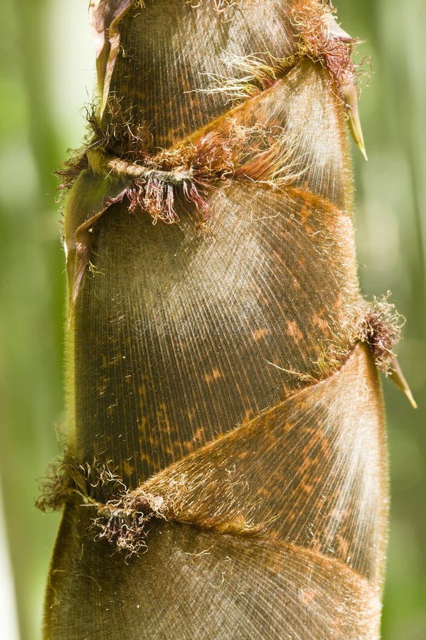 Detail of bamboo bud stock photo. Image of closeup, spring - 39934738