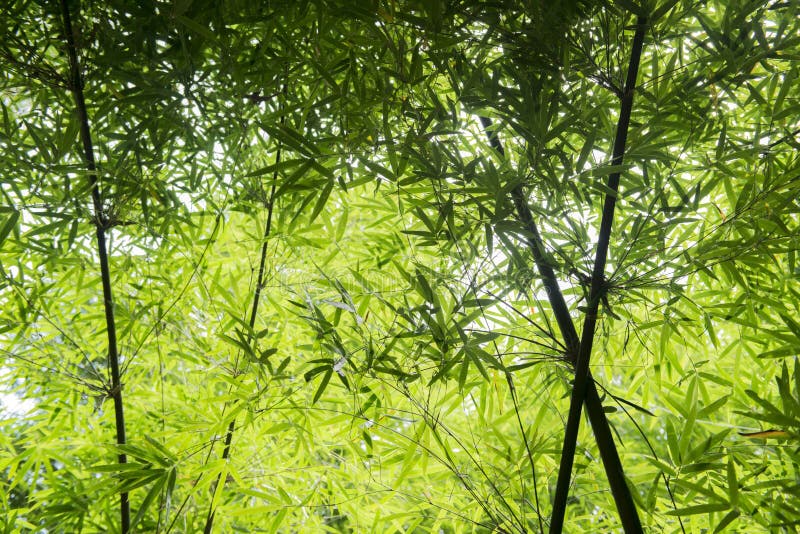 Detail of Bamboo Tree Branches Stock Image - Image of fresh, background ...
