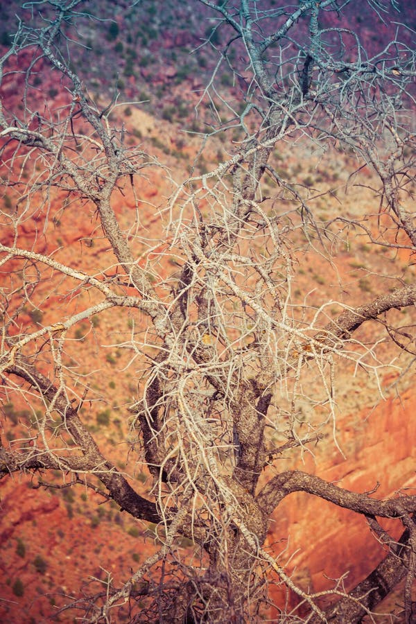 Detail of Bare Tree Branches Stock Photo - Image of wood, natural ...