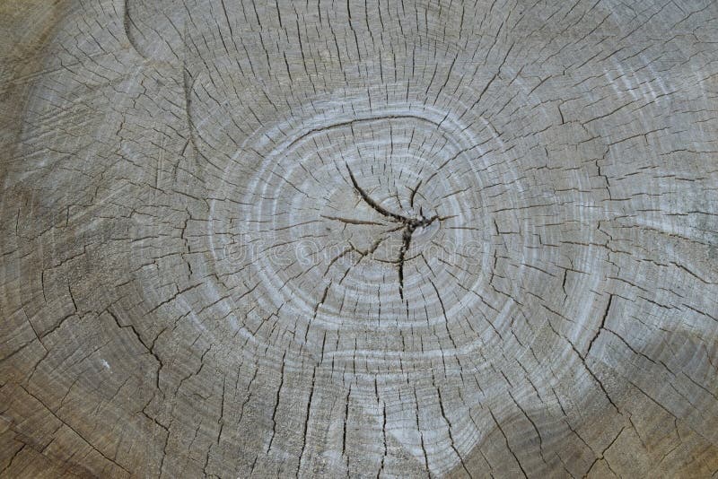 Tree trunk circles stock photo. Image of tree, wooden - 20942520