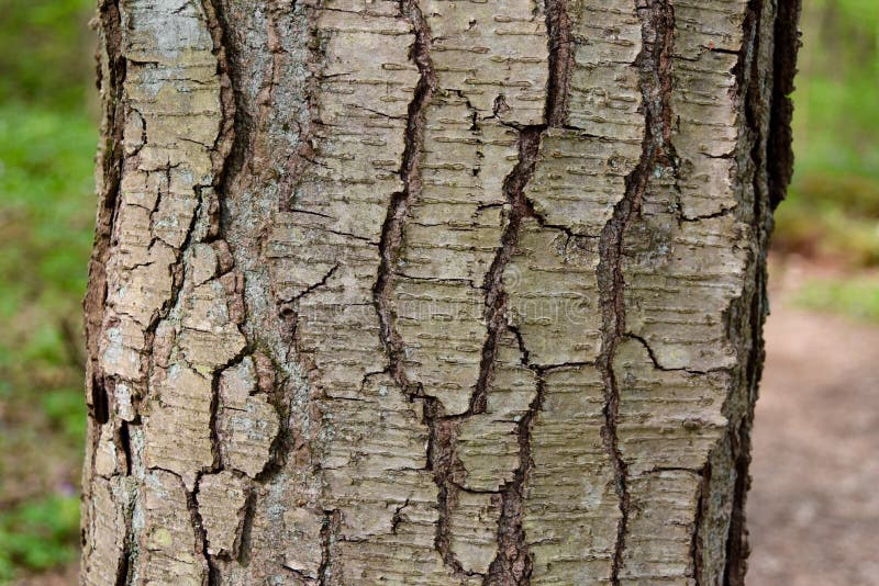 Detail of the Bark of a Sweet Birch Tree with Characteristic Lenticels ... Detail of the Bark of a Sweet Birch Tree with Characteristic Lenticels ...