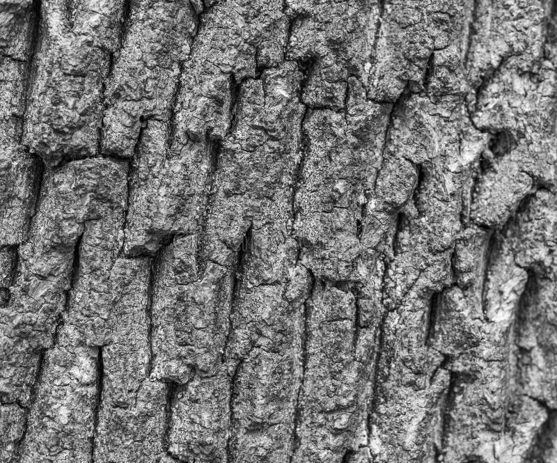 Detail of the Bark a Tree, Black and White Stock Image - Image of ... Detail of the Bark a Tree, Black and White Stock Image - Image of ...