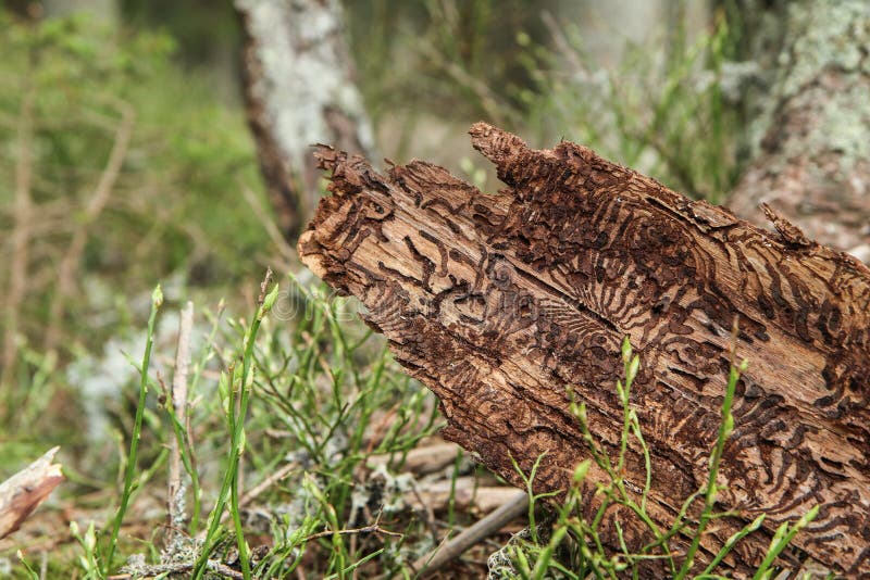 The Detail of the Bark of the Tree Stock Photo - Image of larva ...
