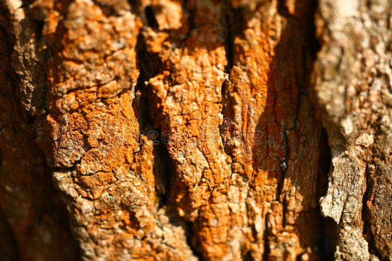 Fig tree stock photo. Image of green, figs, botany, leaves - 162207120