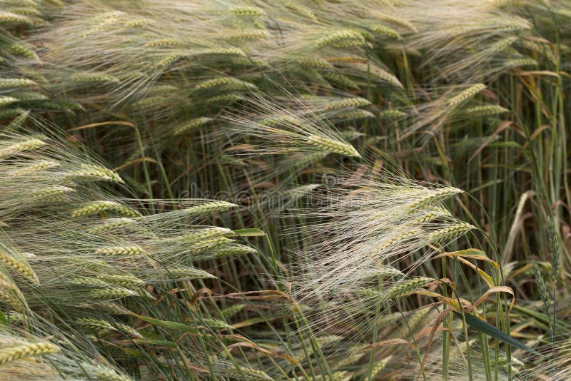 Detail of Barley Field in Spring Countryside Stock Image - Image of ...