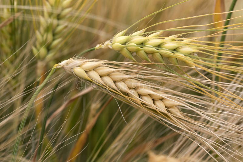 Detail of Barley Spike in Spring Countryside Stock Photo - Image of ...