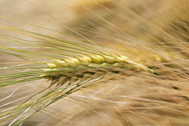 Detail of Barley Spike in Spring Countryside Stock Photo - Image of ...