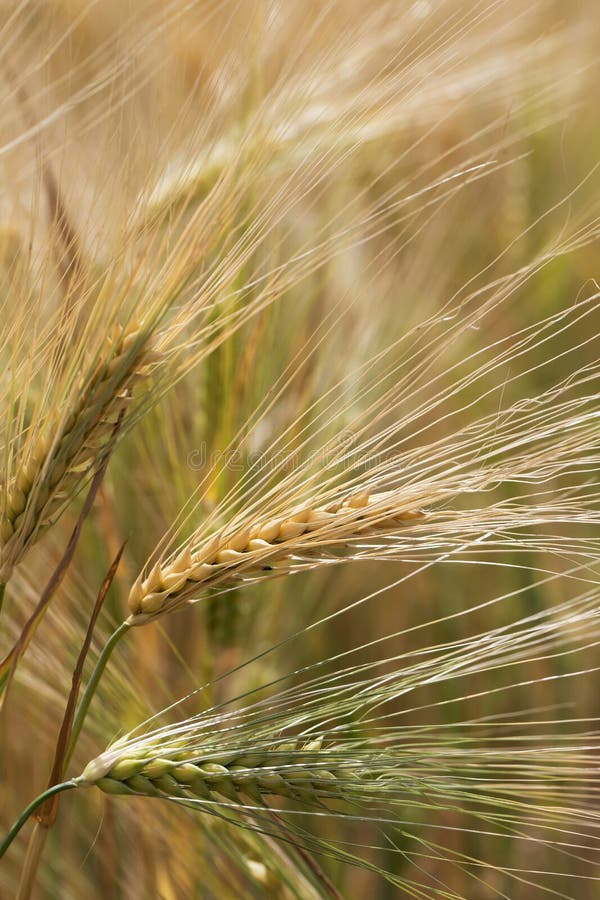Detail of Barley Spike in Spring Countryside Stock Photo - Image of ...