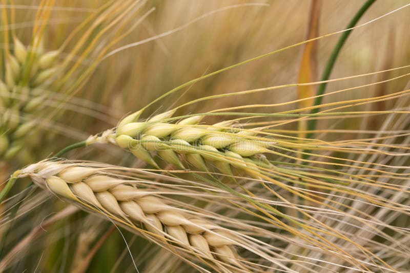 Detail of Barley Spike in Spring Countryside Stock Image - Image of ...