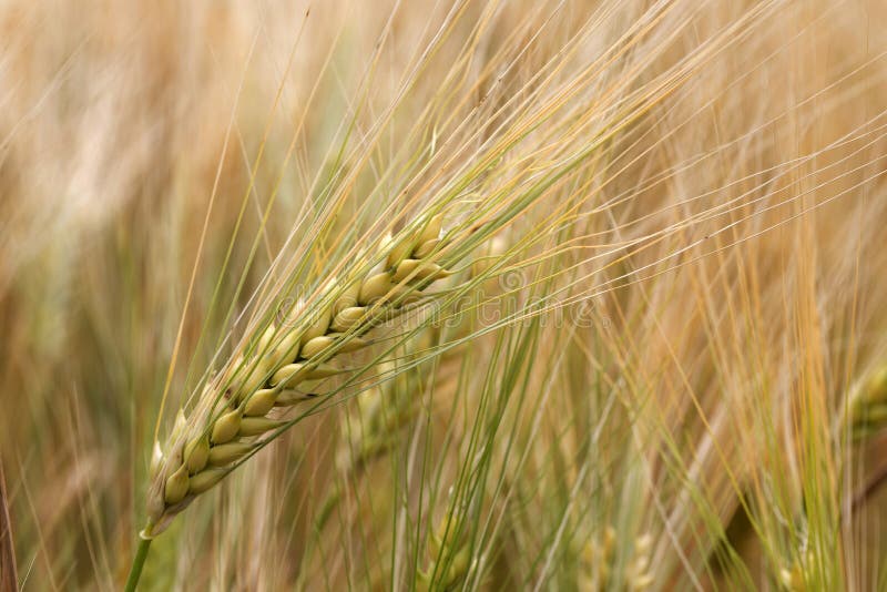 Detail of Barley Spike in Spring Countryside Stock Photo - Image of ...