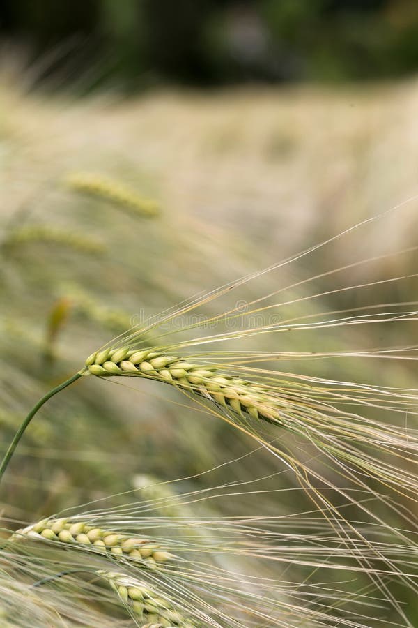 Detail of Barley Spike from the Spring Field Stock Image - Image of ...
