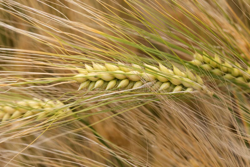 Detail of Barley Spike in the Spring Nature Stock Photo - Image of ...