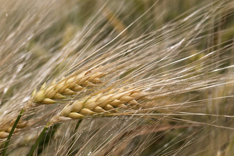 Detail of Barley Spike in the Spring Nature Stock Image - Image of beer ...