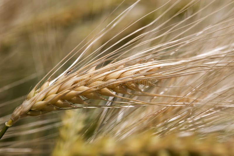 Detail of Barley Spike in the Spring Nature Stock Image - Image of ...