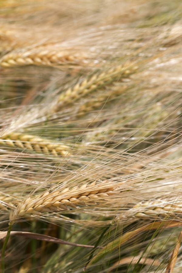 Detail of Barley Spike in the Spring Nature Stock Photo - Image of ...