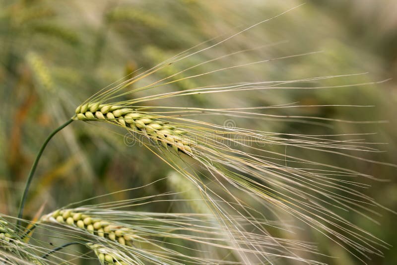 Detail of Barley Spike in the Spring Nature Stock Image - Image of stem ...