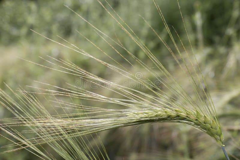 Detail of Barley Spikes on the Summer Field Stock Image - Image of seed ...