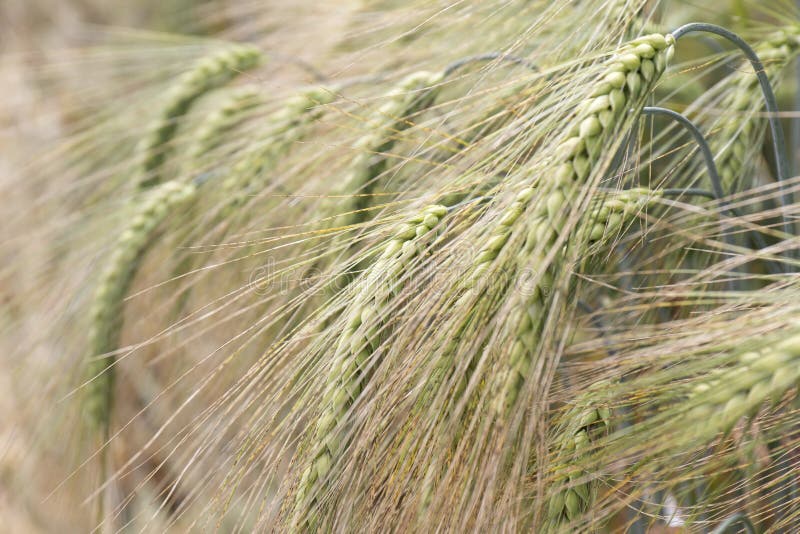 Detail of Barley Spikes on the Summer Field Stock Photo - Image of ...