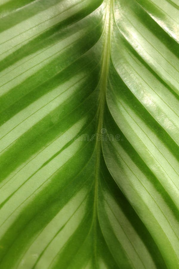 Beautiful Closeup Abstract Green Color Leaf Background Texture Stock ...