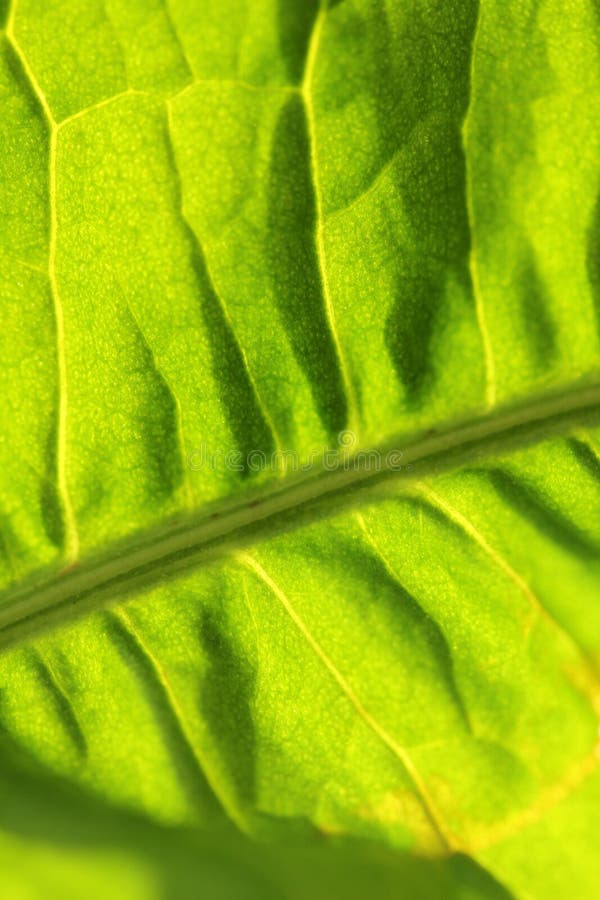 Beautiful Closeup Abstract Green Color Leaf Background Texture Stock ...