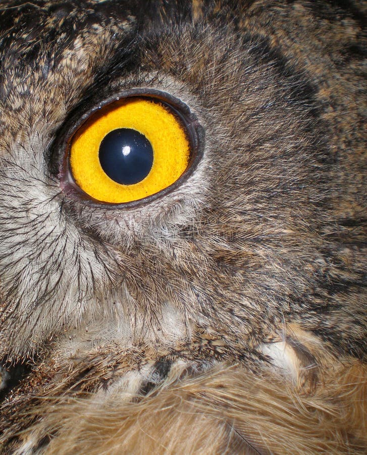 Detail of the Beautiful Eye of a Spanish Eagle Owl Stock Image - Image ...