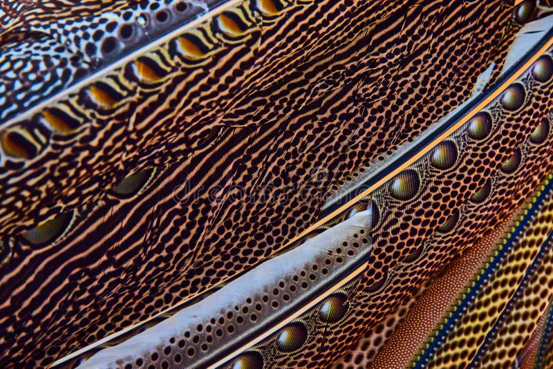 Detail of Beautiful Feather Patterns on Great Argus Pheasant Stock ...