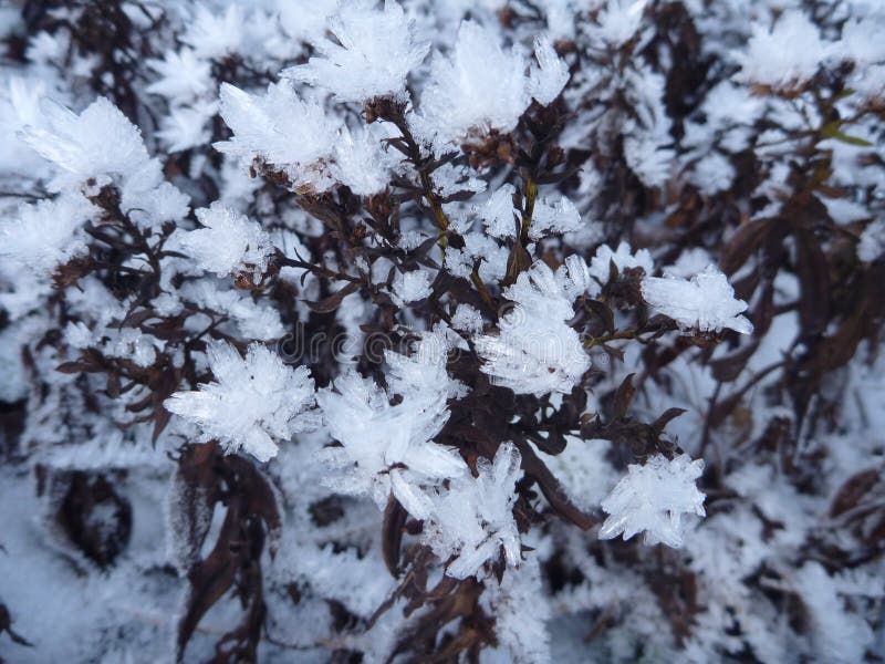 Detail of Beautiful Frozen Snow Crystals Stock Image - Image of ...
