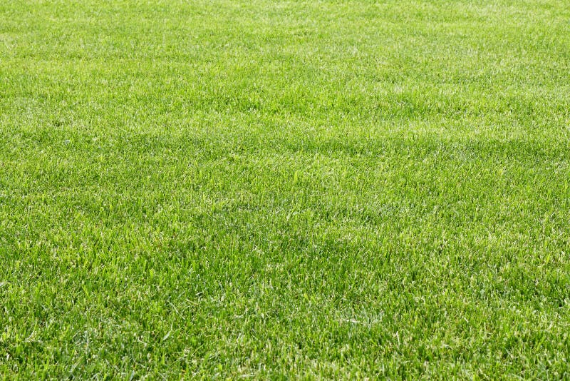 Detail of a Beautiful Green Mowed Lawn Stock Image - Image of outdoor ...