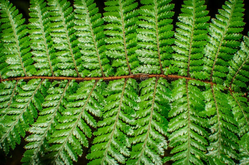 Detail of a Beautiful Leaf of Fern Close-up Stock Photo - Image of ...