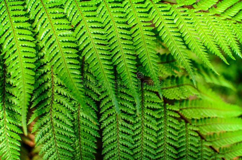 Detail of a Beautiful Leaf of Fern Close-up Stock Image - Image of ...