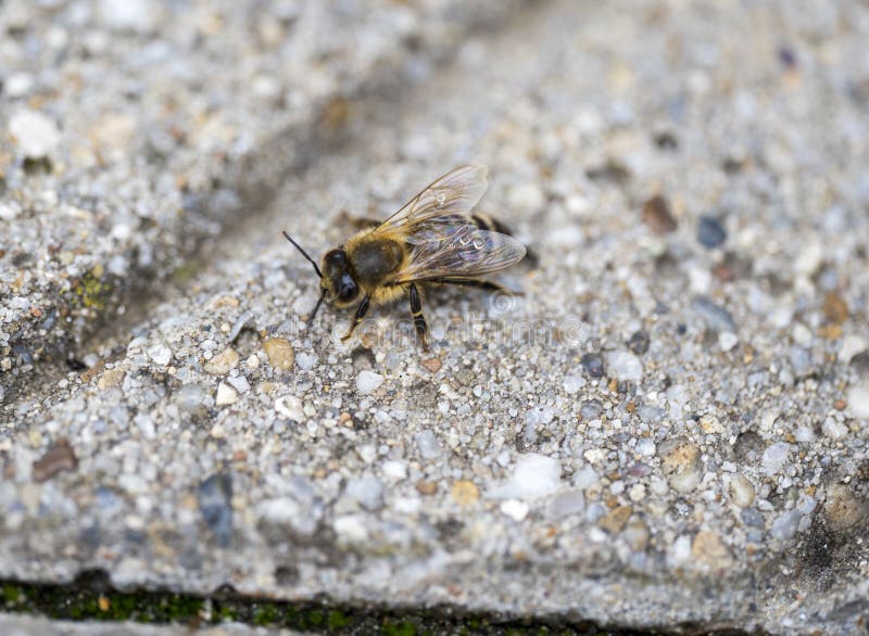 Detail of a Bee on Concrete Floor Stock Photo - Image of concrete, apis ...