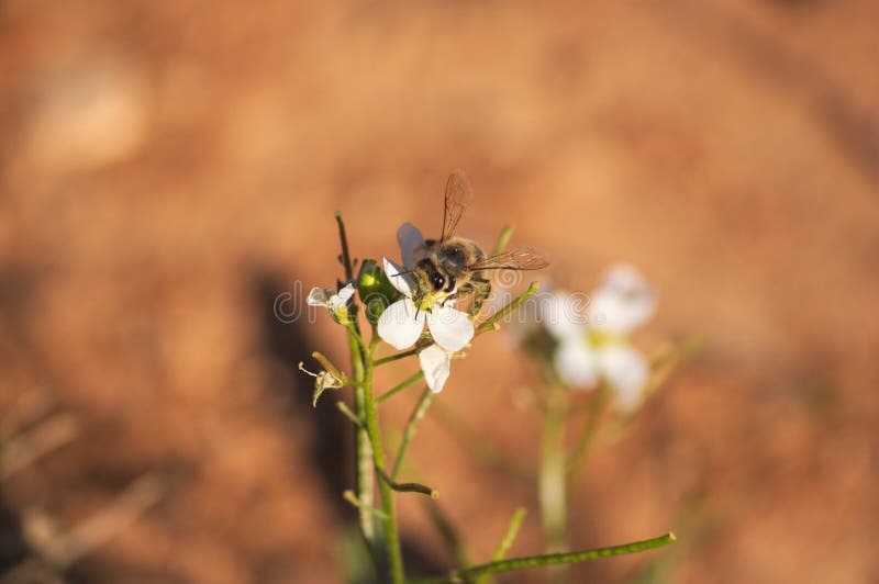 Insect Diplotaxis Stock Photos - Free & Royalty-Free Stock Photos from ...