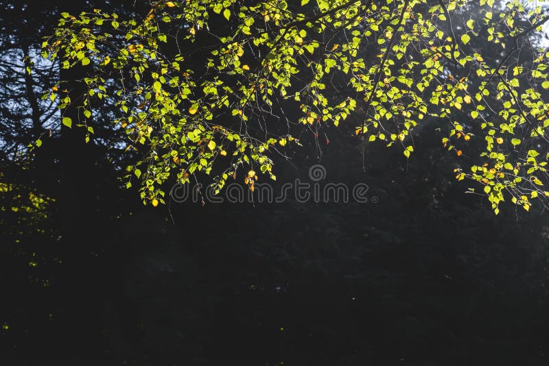 Detail of Beech Tree Foliage in Early Autumn Stock Image - Image of ...