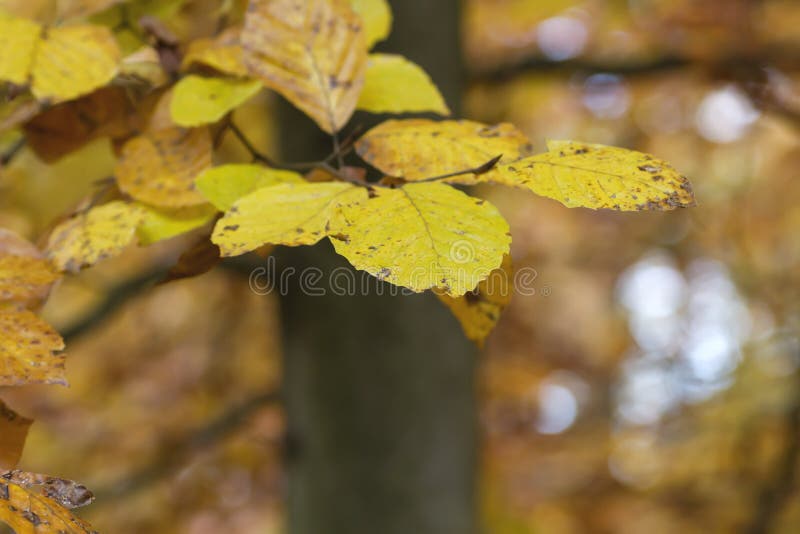 Detail of Beech Tree Leaves with Autumnal Colors Stock Image - Image of ...