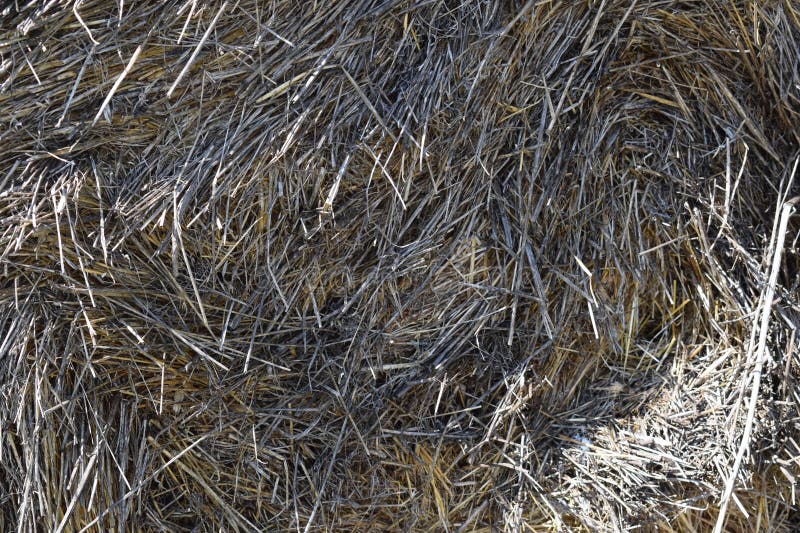 Straw bale stock photo. Image of tree, winter, plant - 286508008