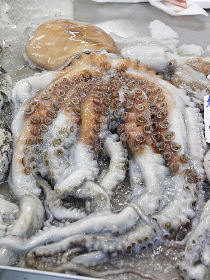 Raw Octopus at the Market stock image. Image of seasonal - 77921755