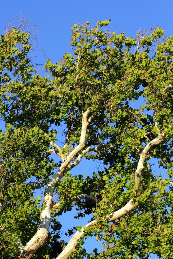 Detail of a big sycamore stock photo. Image of foliage - 26556154