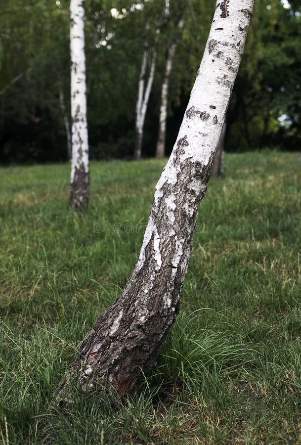 Birch tree trunk - raw stock image. Image of birch, soil - 283565547