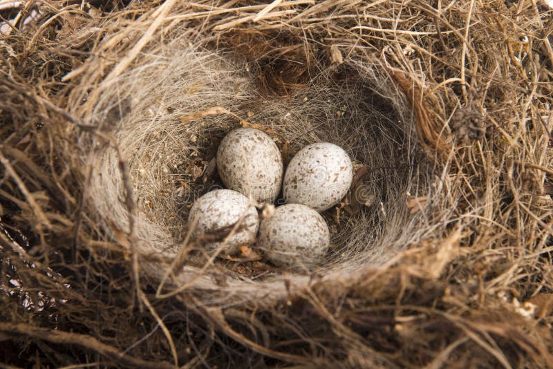 Detail of Bird Eggs in Nest Stock Image - Image of natural, nest: 35203041