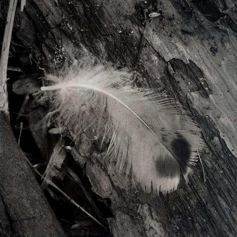 Detail of Bird Feather Lying on the Ground Stock Photo - Image of ...