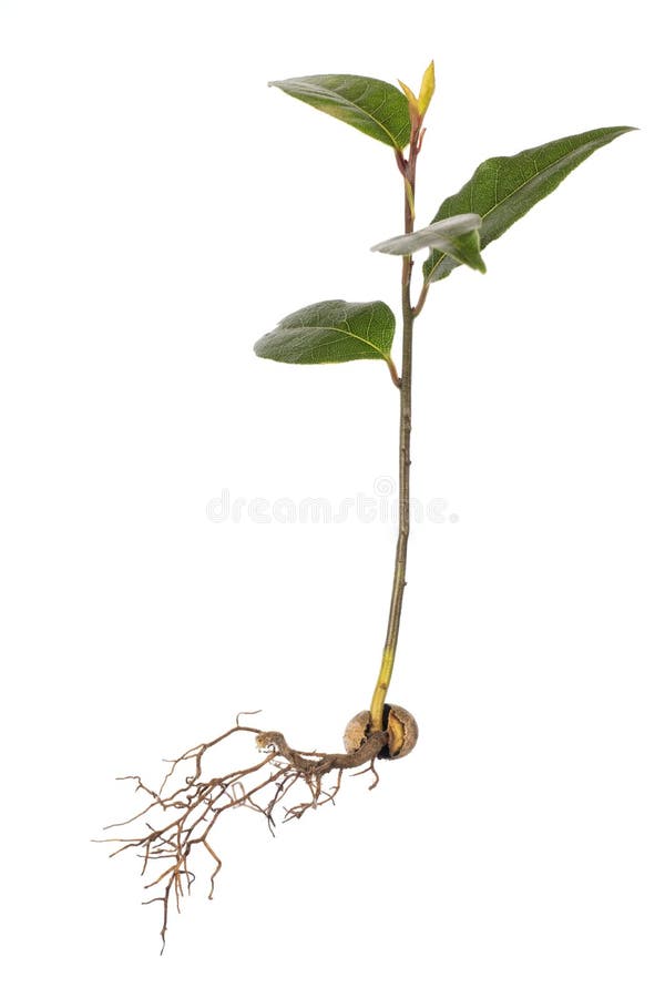 Detail of the Birth of the Roots of a Seed and the Growth of the Laurel ...