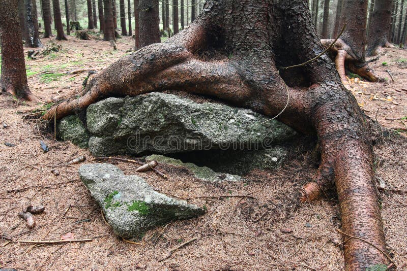 Bizzare Spruce Roots stock photo. Image of plant, pine - 103188974