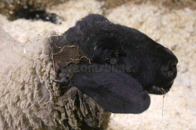 Detail of the Black Head of the Suffolk Sheep Stock Photo - Image of ...
