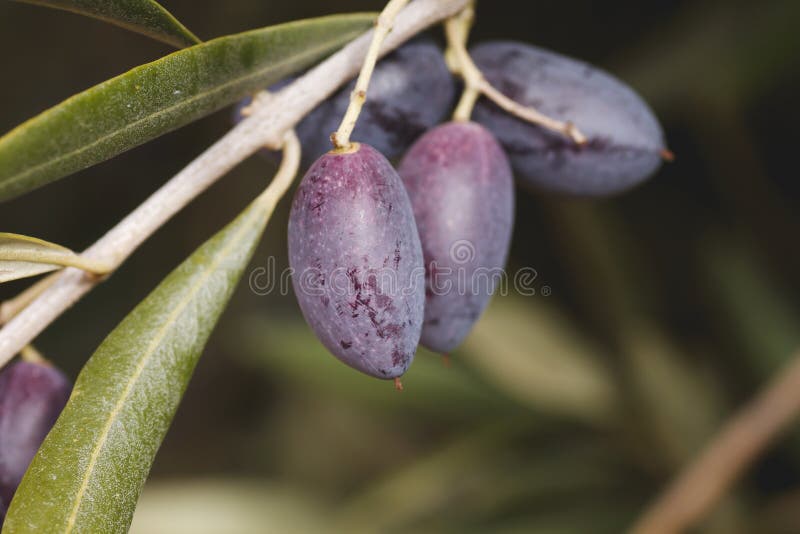 Detail of Black Olives Growing in the Olive Tree Stock Image - Image of ...