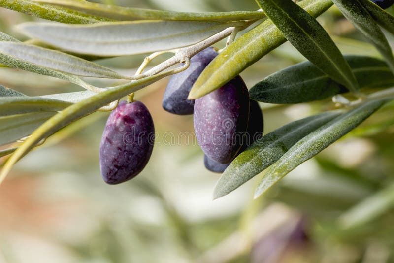 Detail of Black Olives Growing in the Olive Tree Stock Image - Image of ...