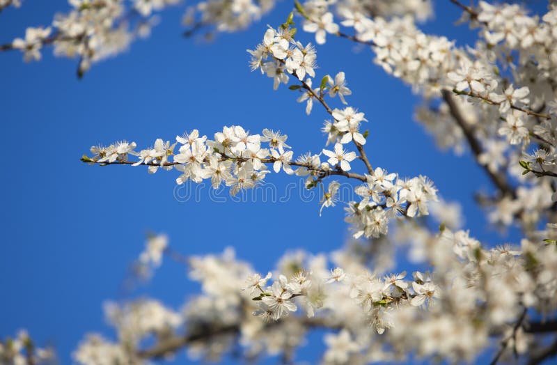 Detail of Blooming Branch in Spring Stock Image - Image of flora ...