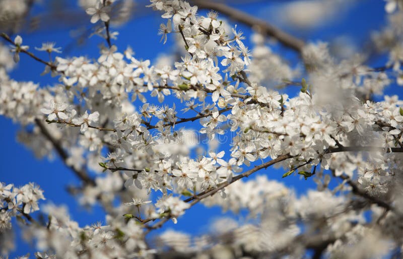 Detail of Blooming Branch in Spring Stock Image - Image of apple ...