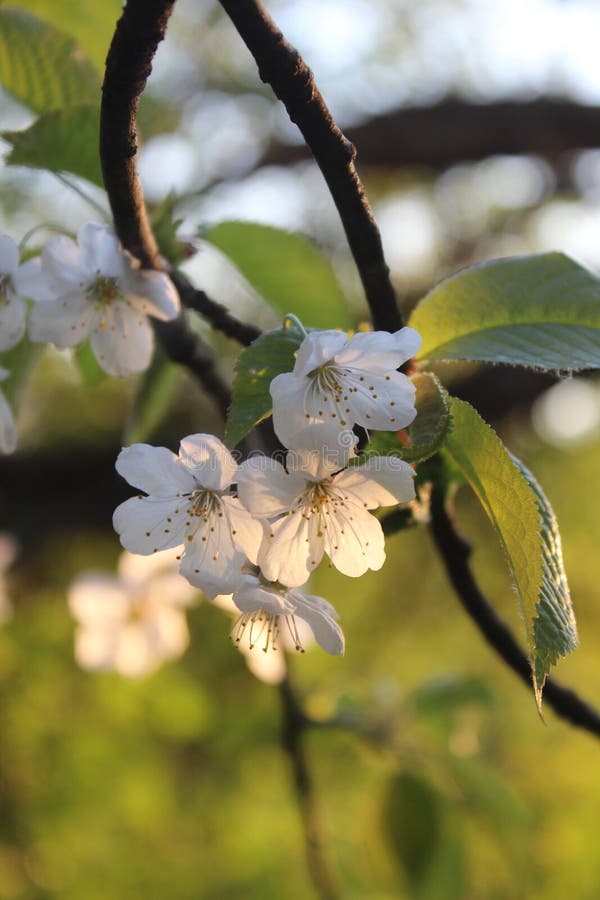 Detail on Blooming Cherries, Spring Branches in Sunlight Stock Photo ...