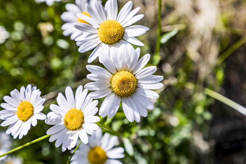 Detail of Blooming Daisy Flower Stock Photo - Image of daiys, macro ...