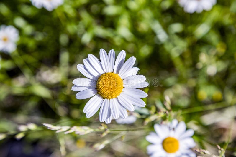 Detail of Blooming Daisy Flower Stock Image - Image of bloom, flower ...